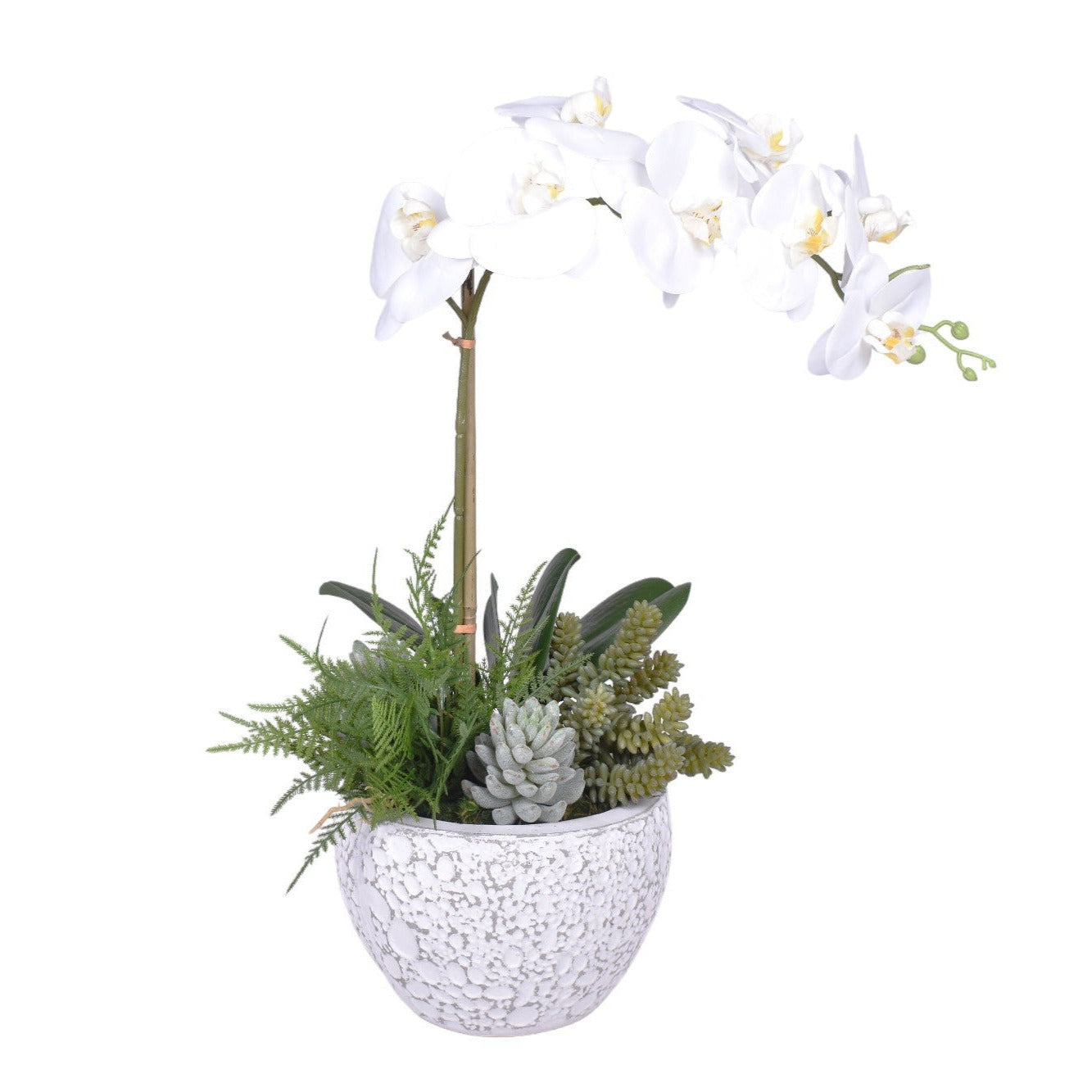 Medium Vienna Pot with Orchid Arrangement AR1723