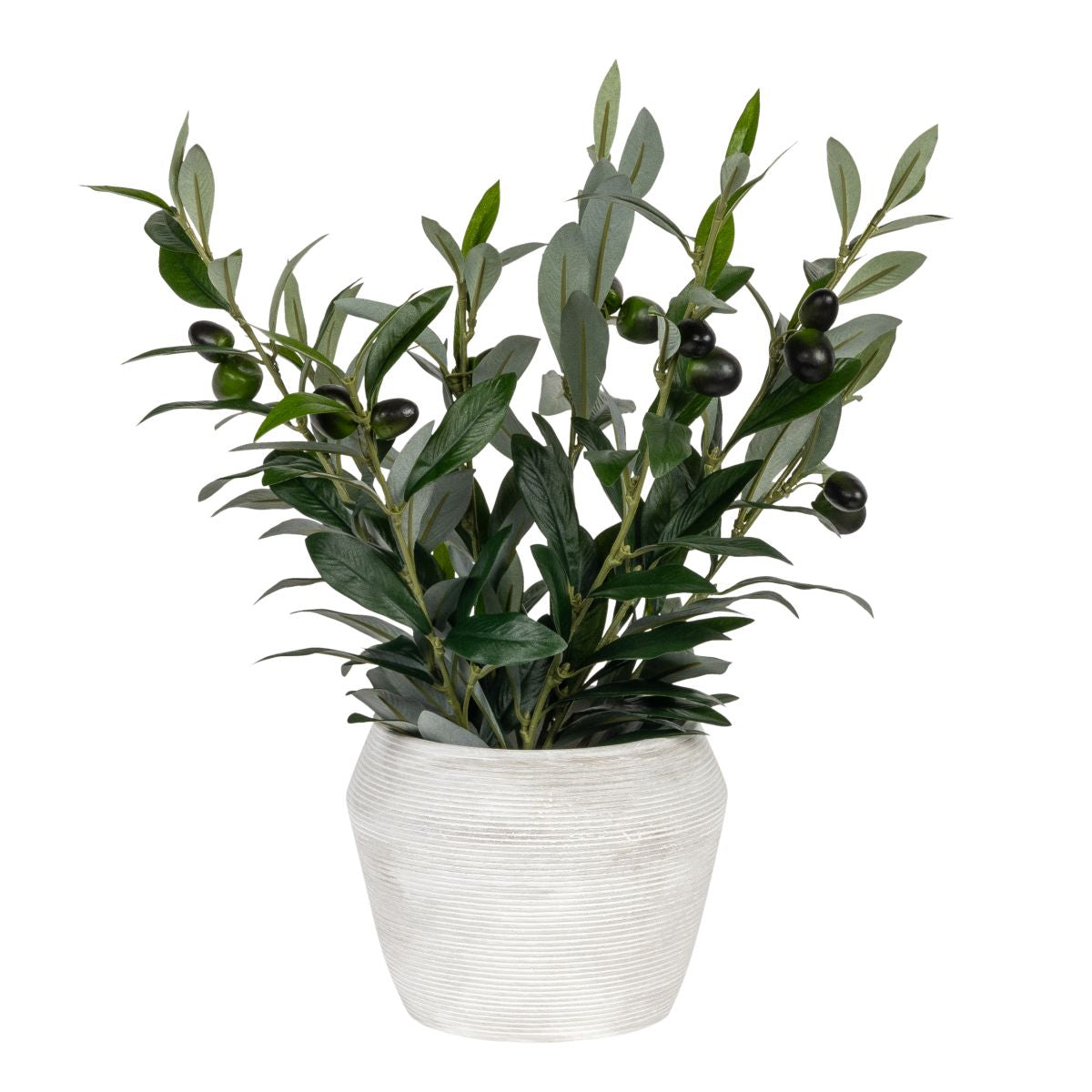 6" Grayson Pot with UV Protected Potted Olive AR1851UV