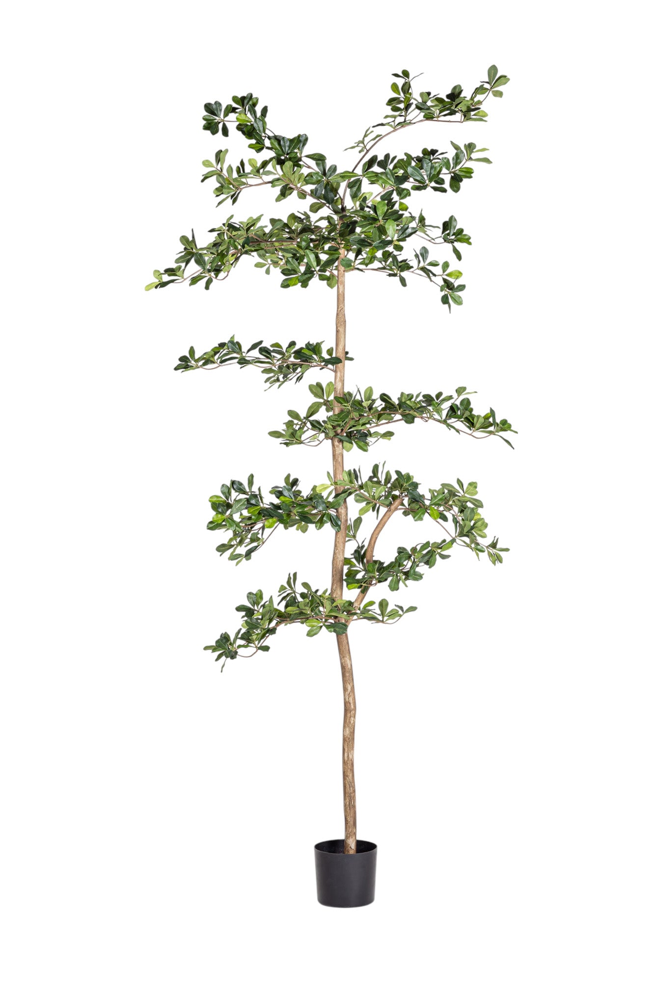 8' Black Olive Shady Lady Tree FP1011