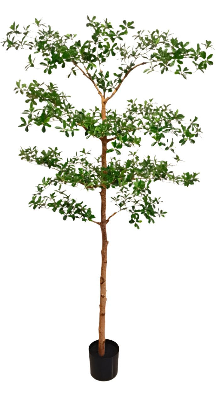 6' Shady Lady Black Olive Tree FP1445 – Replica Plants and Decor