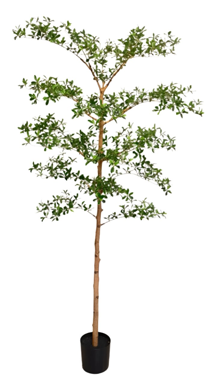 7' Shady Lady Black Olive Tree FP1446 – Replica Plants and Decor
