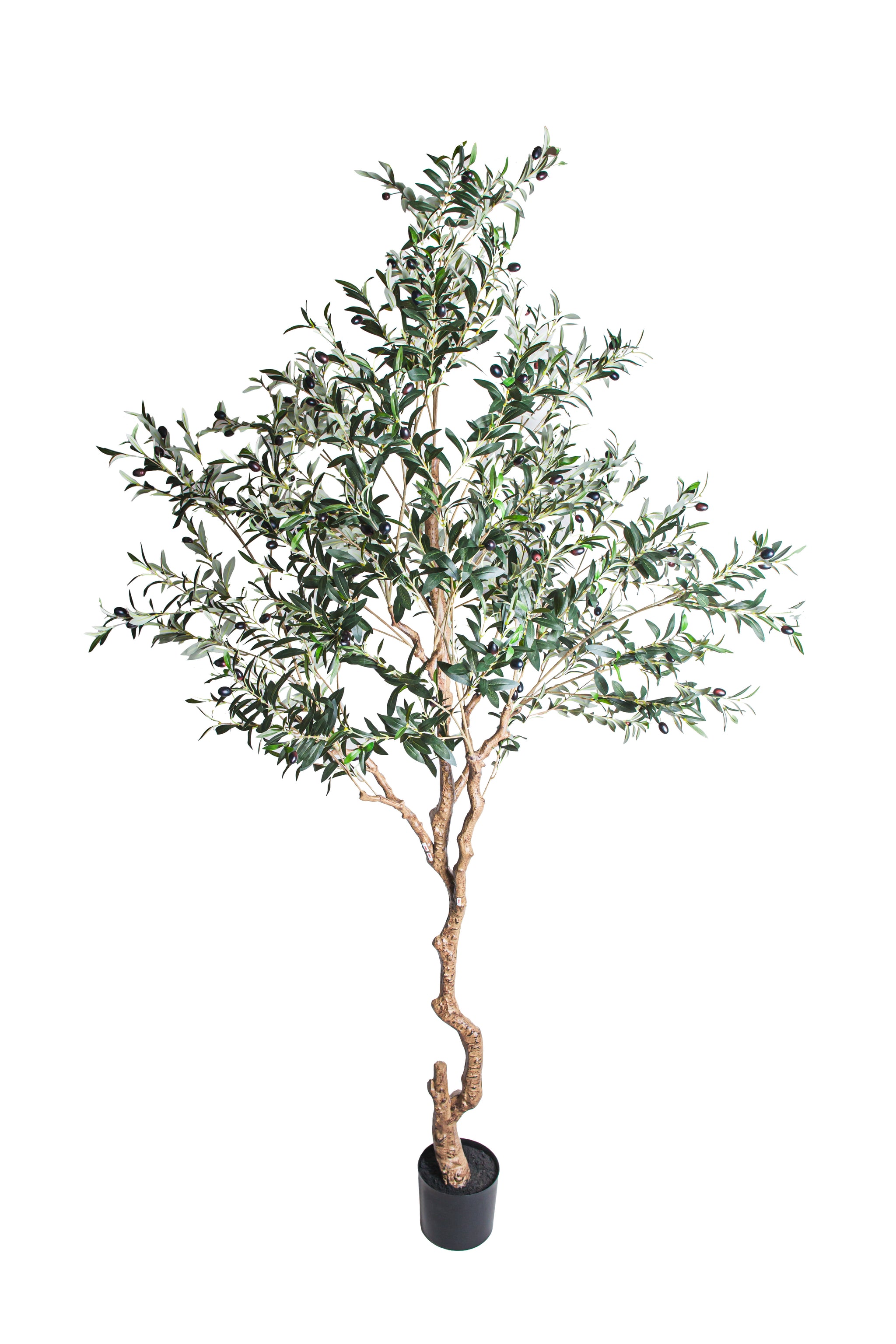 8' Crooked Trunk Olive Tree FP1503