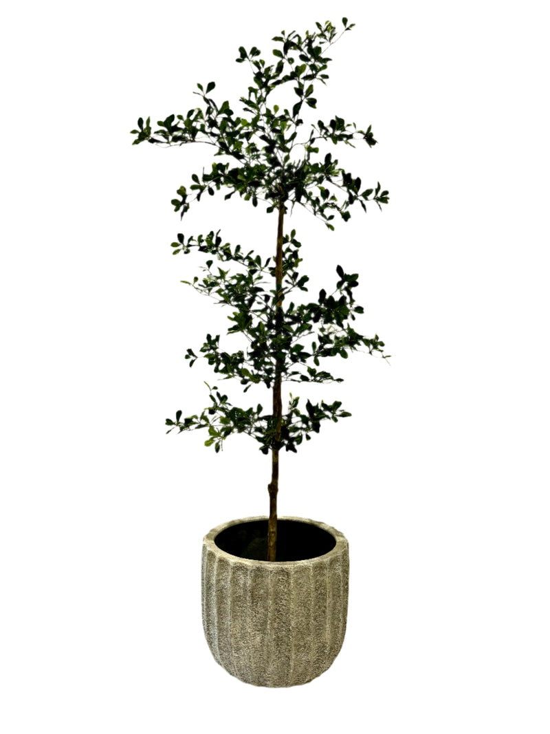 8' Black Olive Shady Lady Tree FP1011