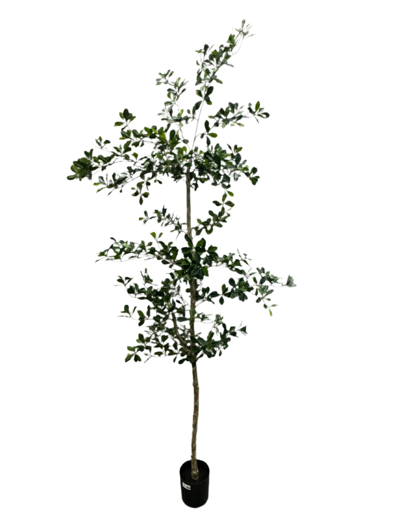 8' Black Olive Shady Lady Tree FP1011