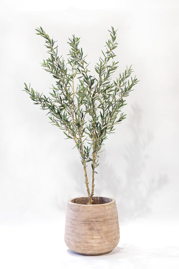 6' Fruitless Olive Tree-No Olives FP1442