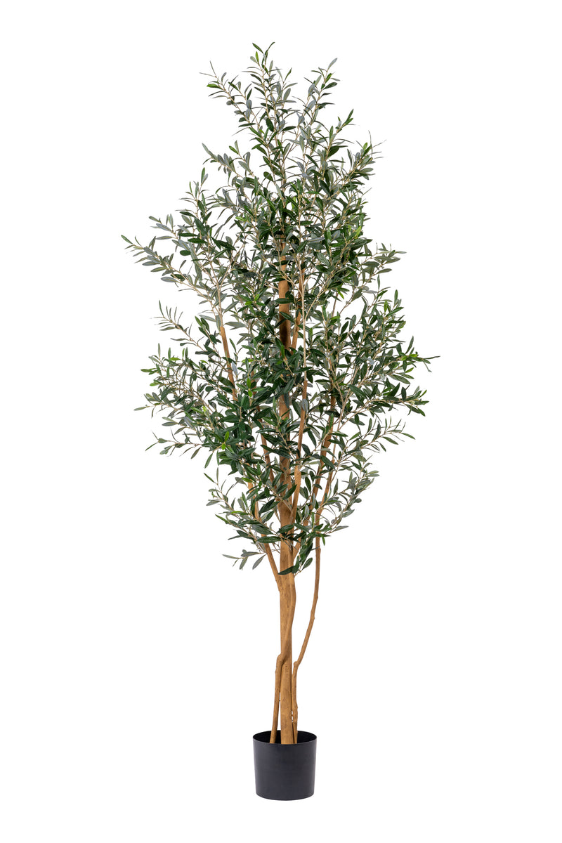 Olive Trees