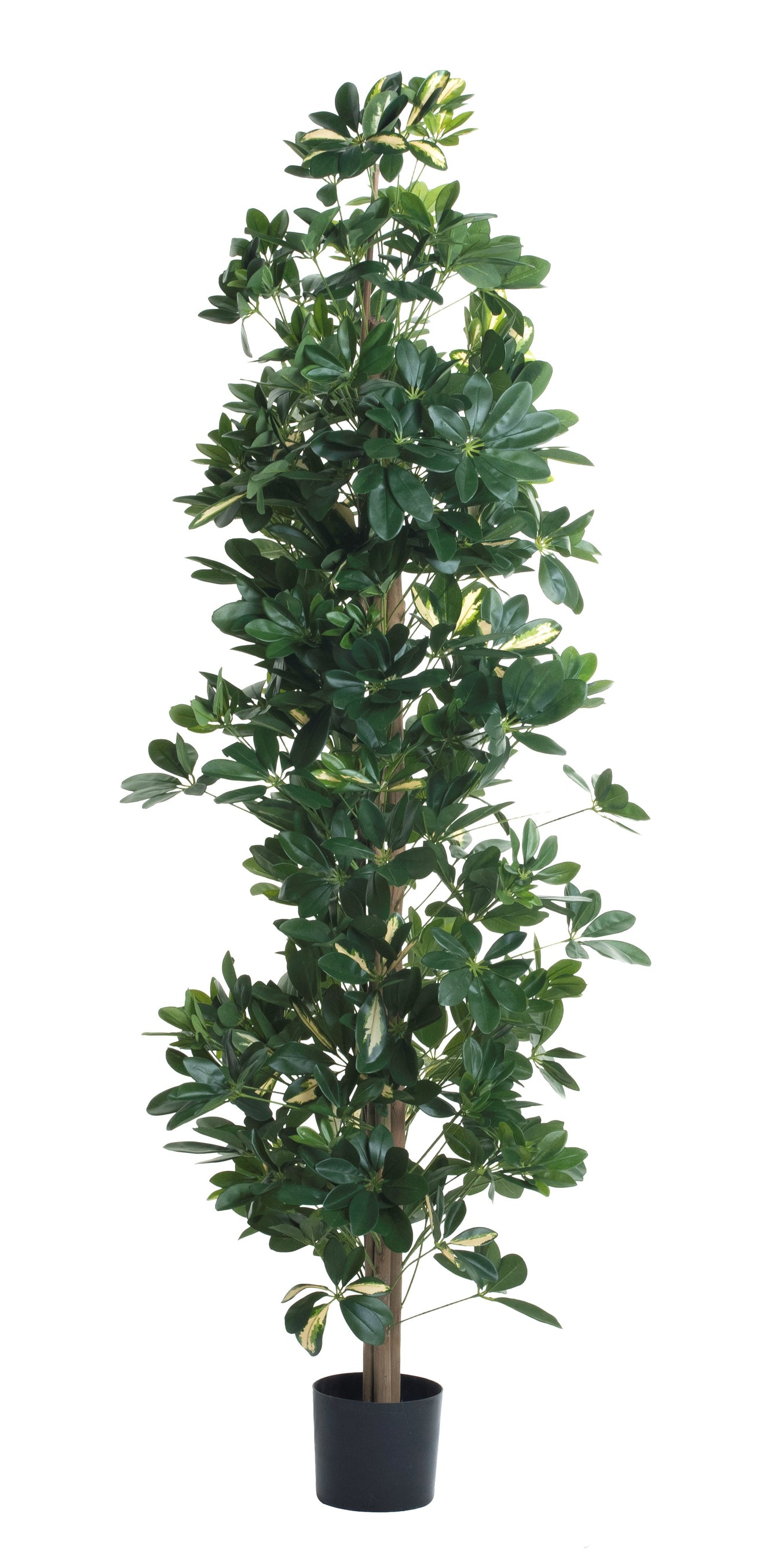 Aralia, Ficus, Pine Fern, Shady Lady and Schefflera – Replica Plants ...