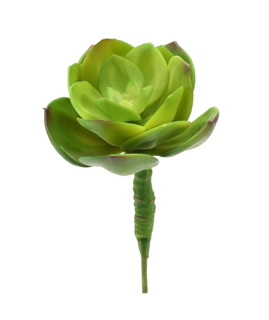 12" Echeveria Stem SF1035